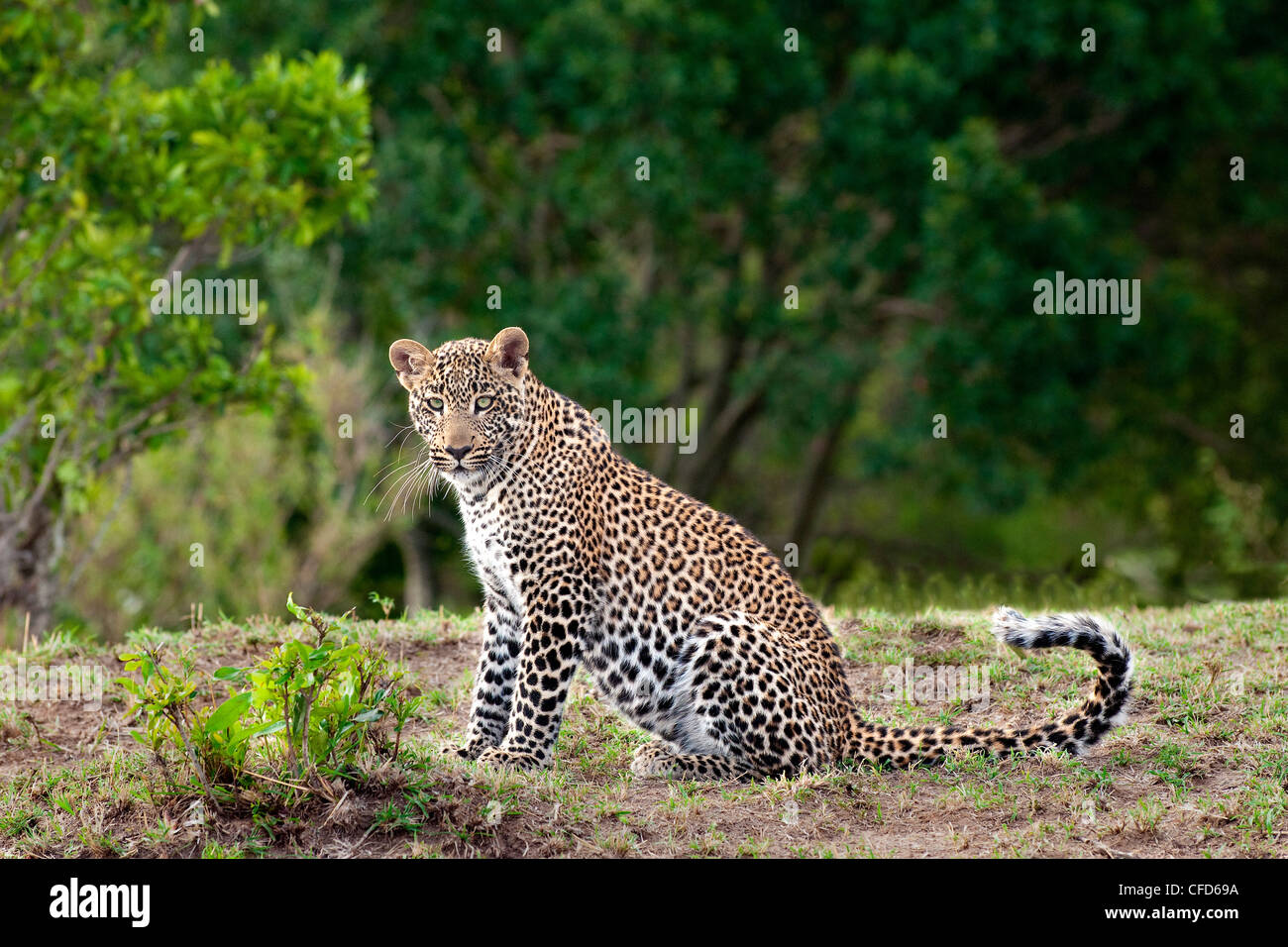 Adult female leopard (Panthera pardus), Masai Mara Reserve, Kenya, East ...