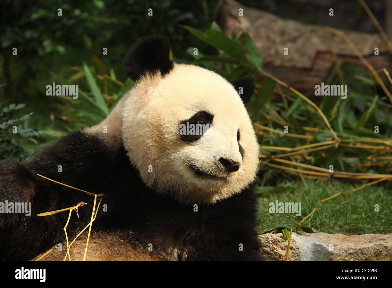 Giant Panda, Panda, Macau Panda's Pavillion, Macau Stock Photo - Alamy