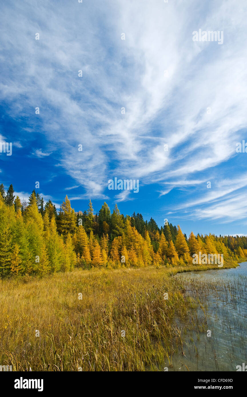 Autumn colours on tamarack trees, Duck Mountain Provincial Park ...