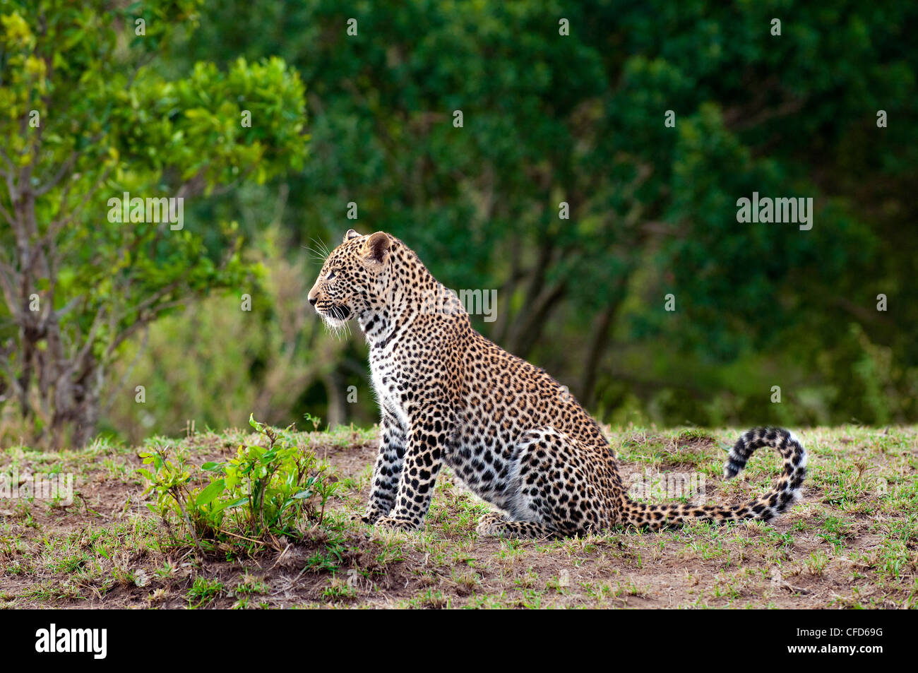 Leopard sideways hi-res stock photography and images - Alamy
