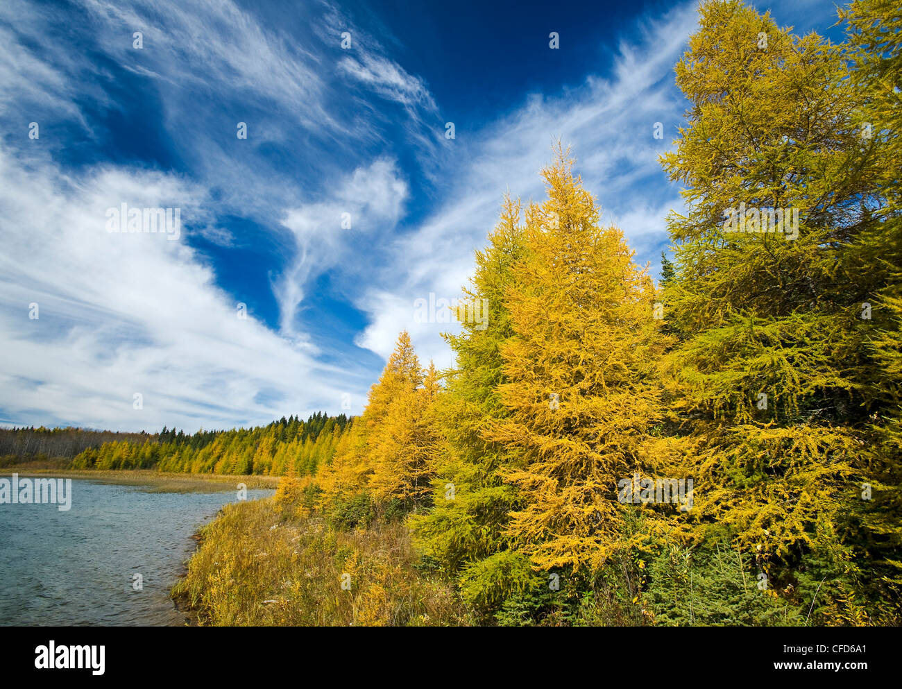 Tamarack trees canada hi-res stock photography and images - Alamy
