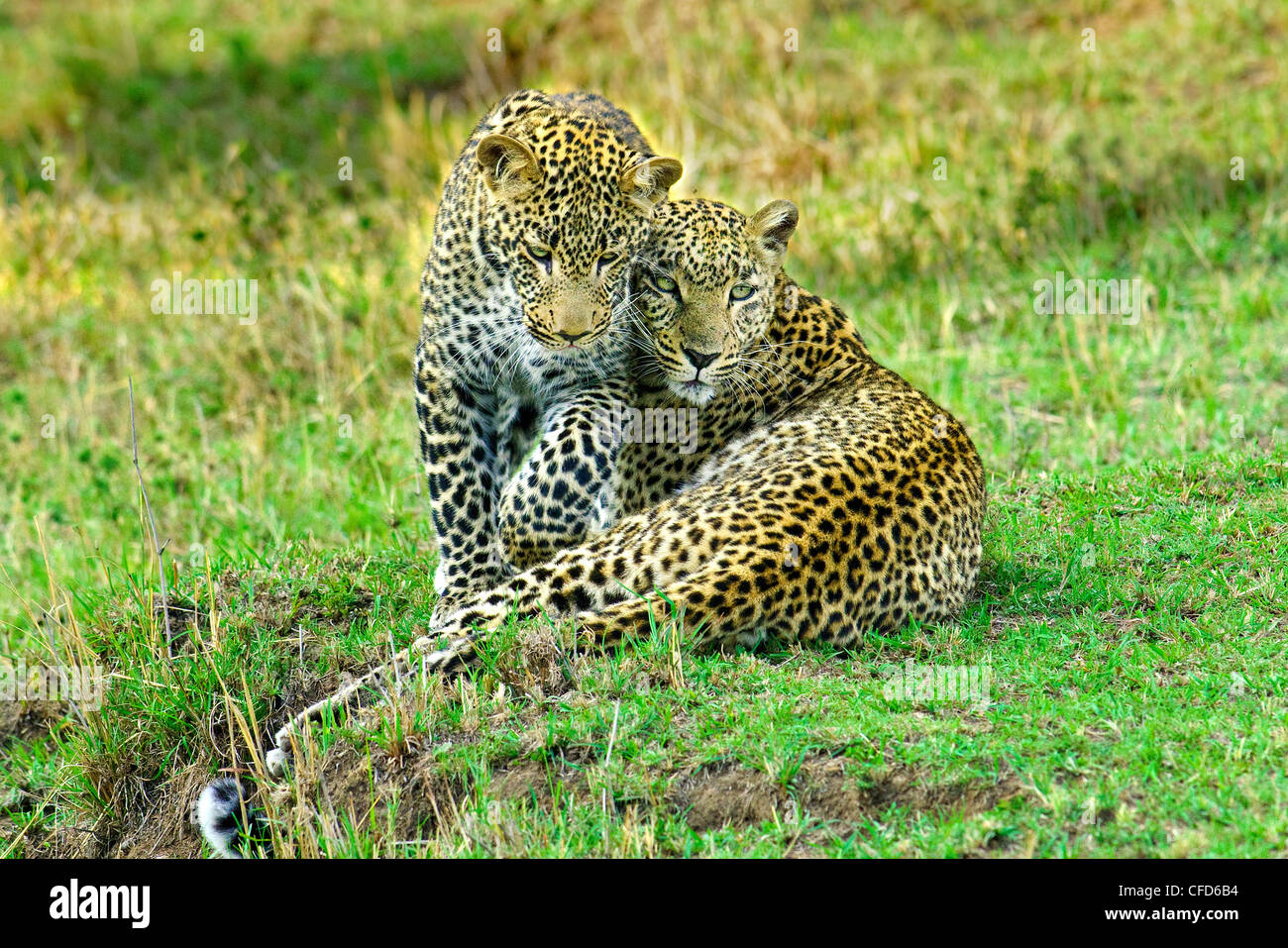 Mother leopard (Panthera pardus) and yealing cub, Masai Mara Reserve ...