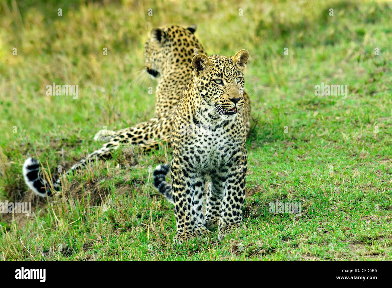 Mother leopard (Panthera pardus) and yealing cub, Masai Mara Reserve ...