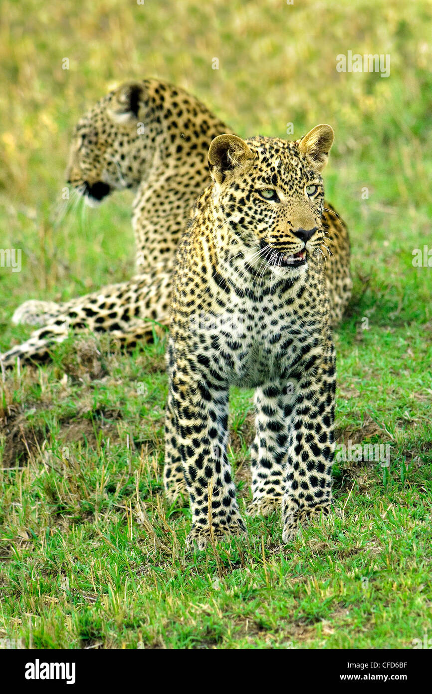 Mother leopard (Panthera pardus) and yealing cub, Masai Mara Reserve ...