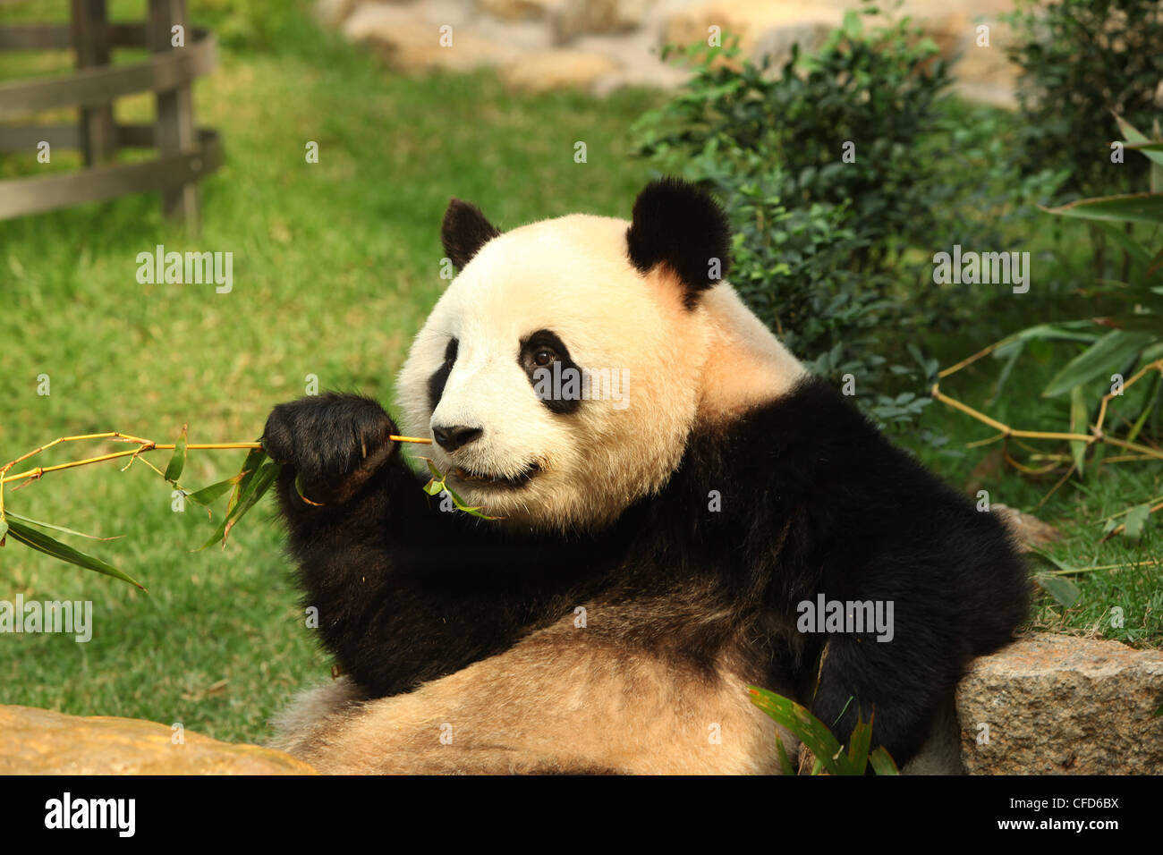Giant Panda, Panda, Macau Panda's Pavillion, Macau Stock Photo - Alamy