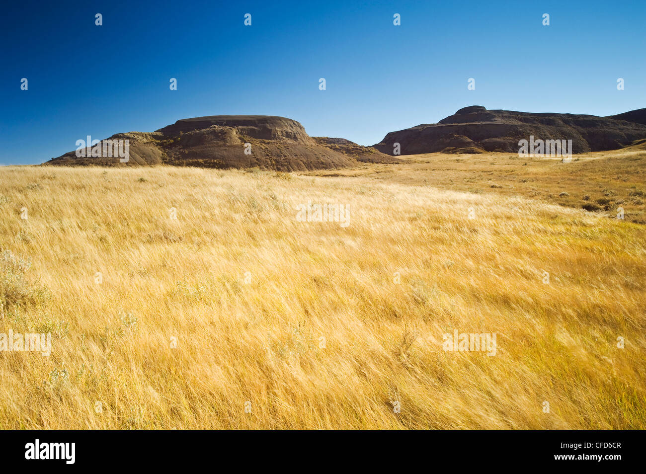 Wind-blown prairie grasses, Killdeer Badlands, East Block, Grasslands ...