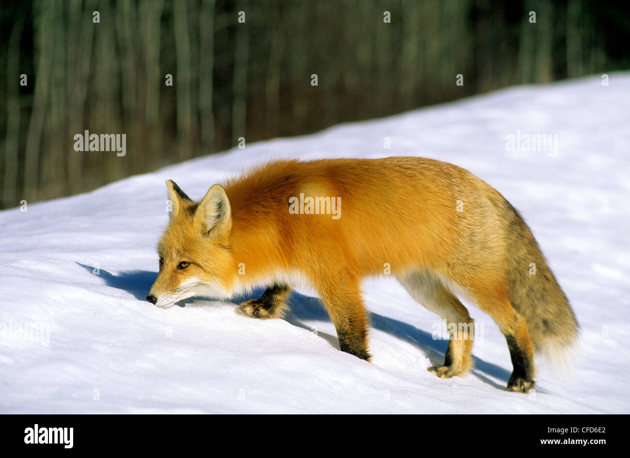 Adult red fox (Vulpes vulpes) hunting by the roadside, northern ...
