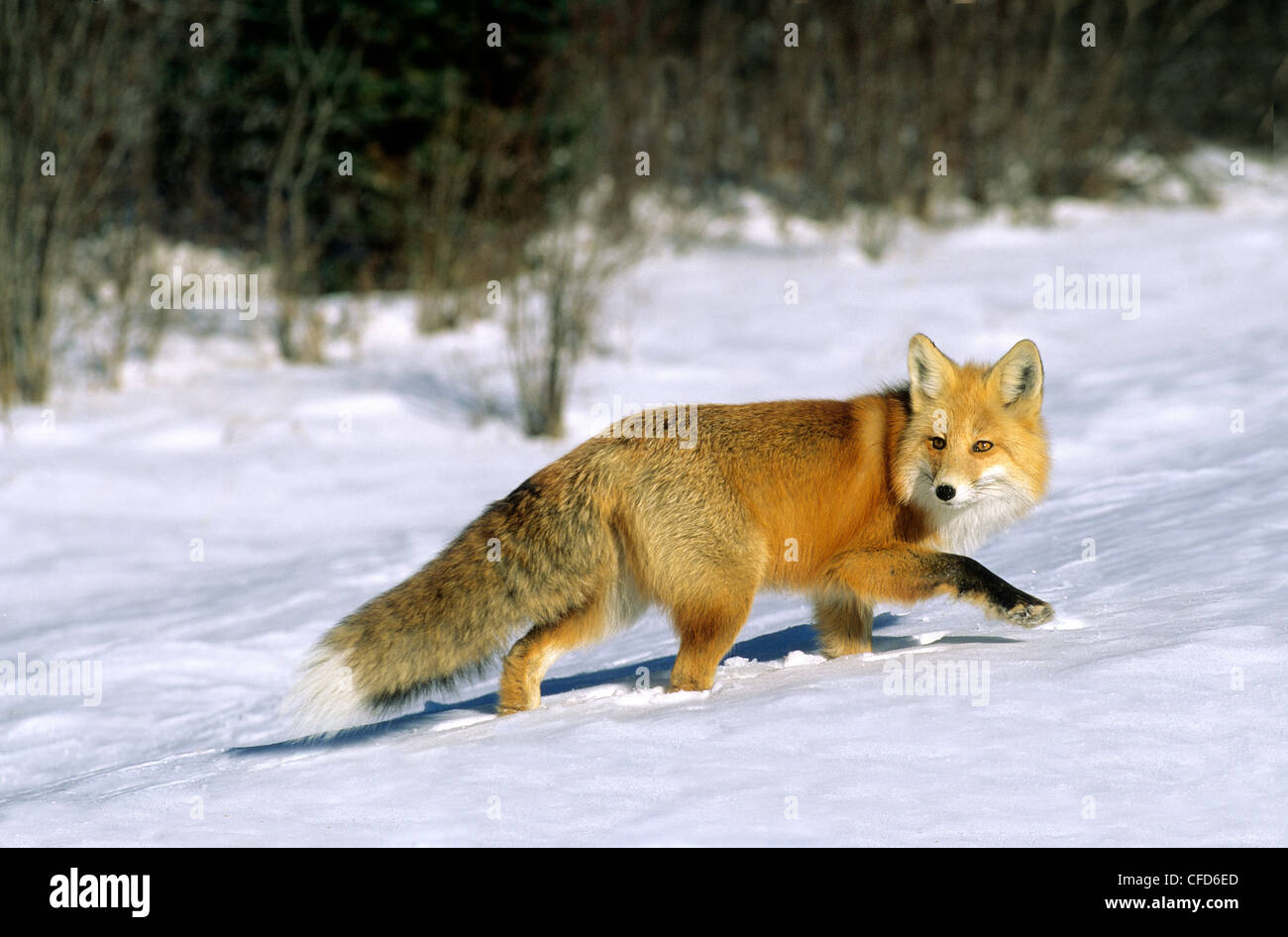 Adult red fox vulpes hi-res stock photography and images - Alamy
