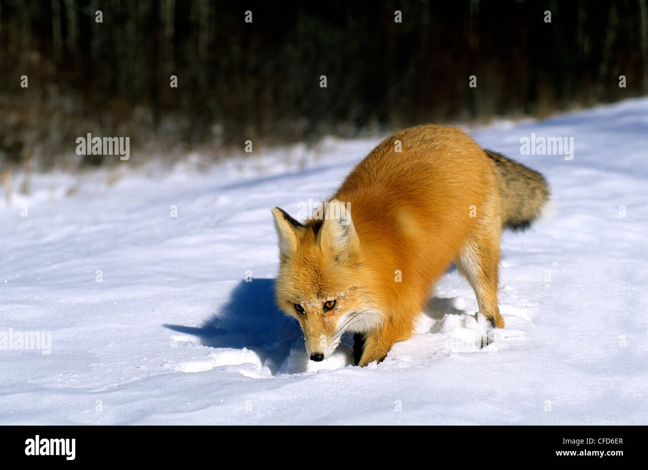 Adult red fox (Vulpes vulpes) digging for carrion under the snow ...