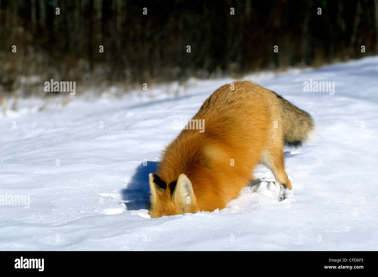 Digging hole buried hi-res stock photography and images - Alamy