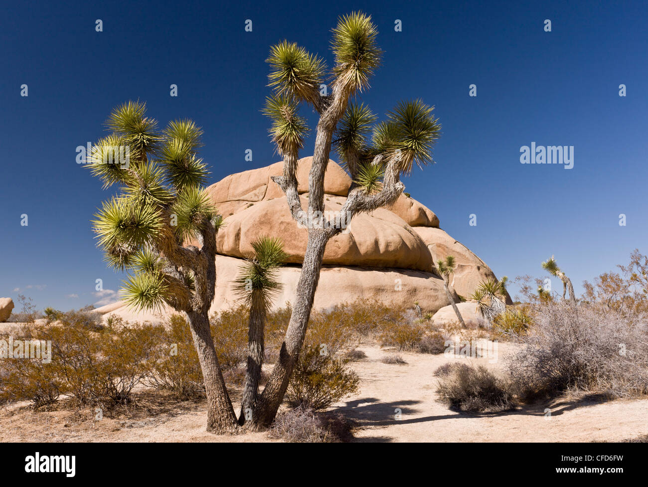 Joshua tree, Yucca brevifolia in Joshua Tree National Park; California ...