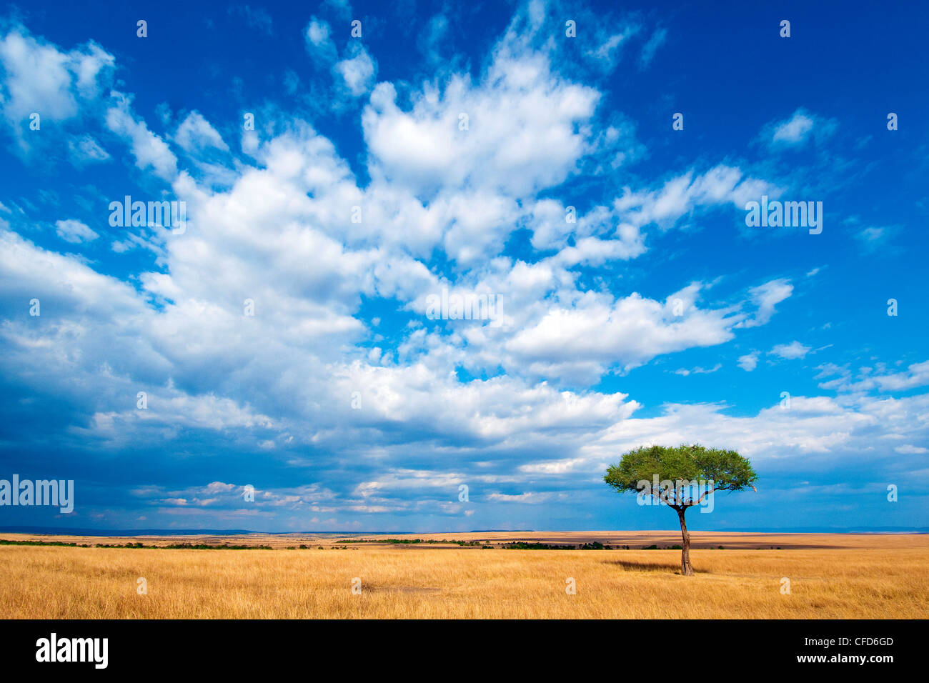 Masai Mara Reserve, Northern Serengeti Plains, Kenya, East Africa Stock ...