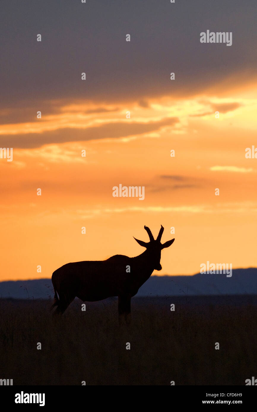 Adult Common Tsessebe (Damaliscus lunatus) Masai Mara Game Reserve ...