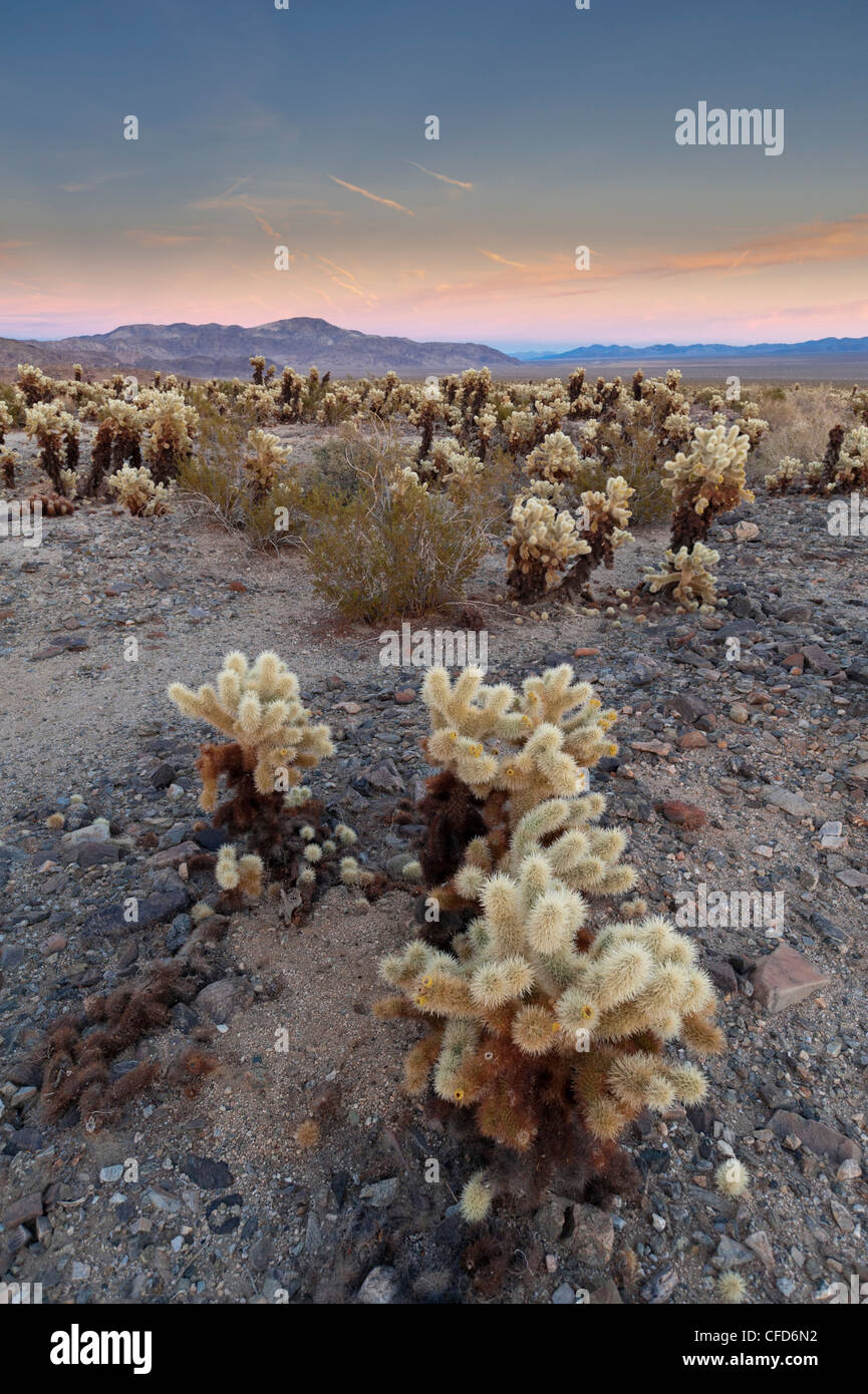 Cholla Cactus Garden, Joshua Tree National Park, California, United ...
