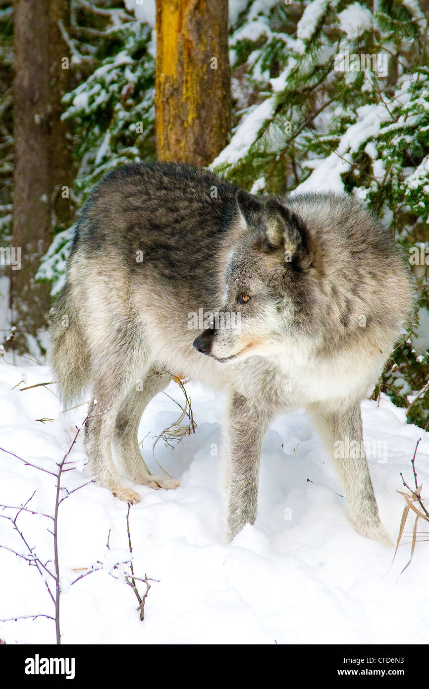 Adult female wolf (Canis lupus) - CAPTIVE - Rocky Mountains, British ...