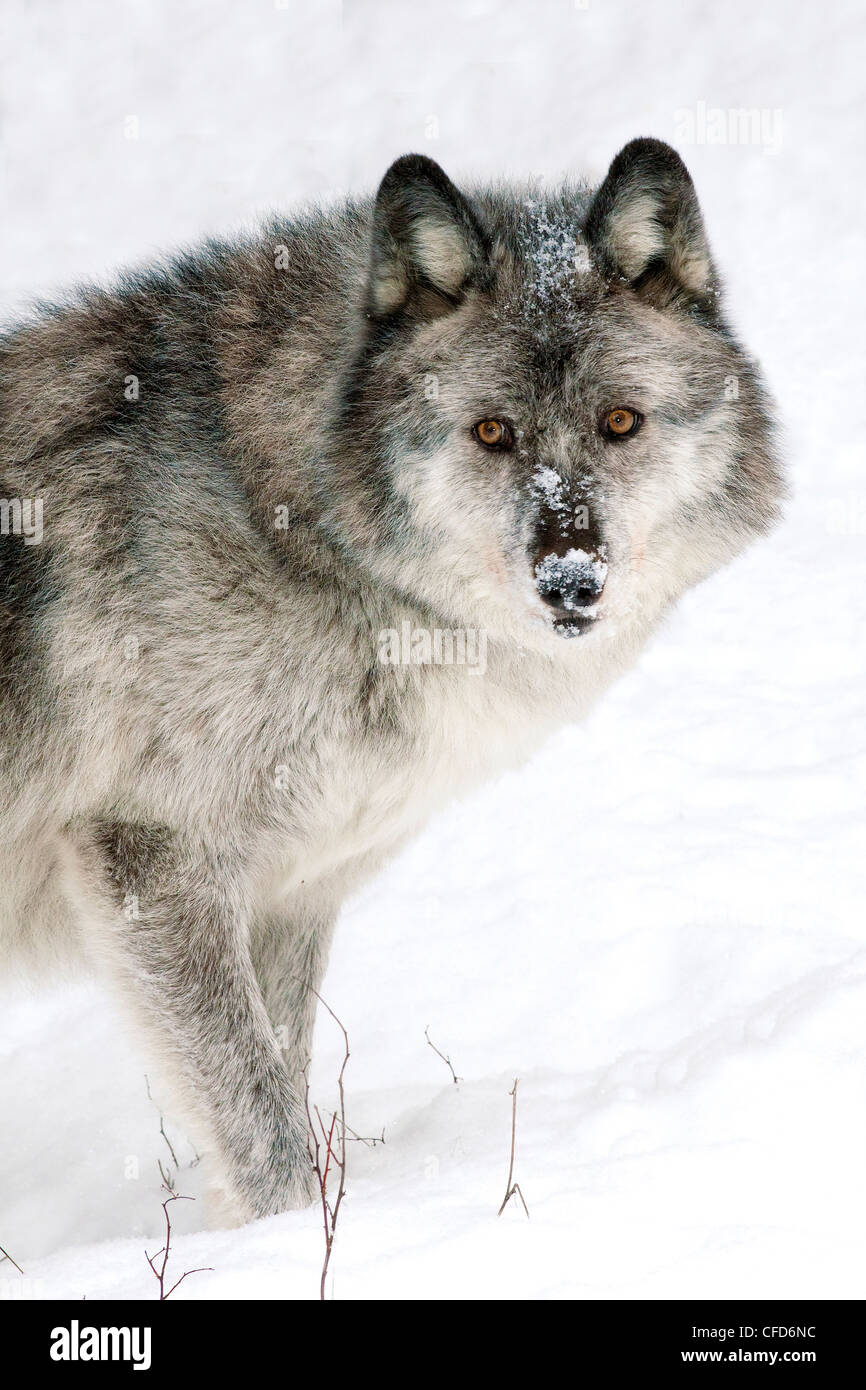 Adult female wolf (Canis lupus) - CAPTIVE - Rocky Mountains, British ...