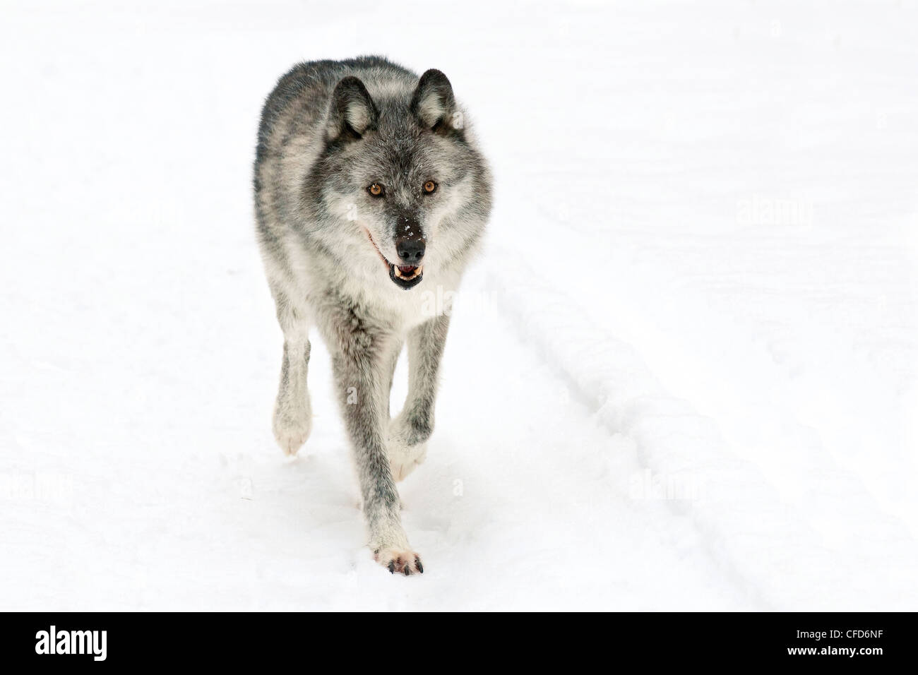 Female Wolf Stock Photos & Female Wolf Stock Images - Alamy