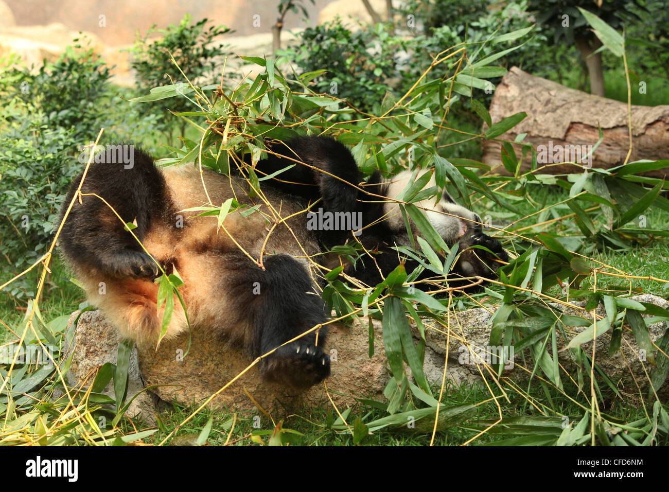 Giant Panda, Panda, Macau Panda's Pavillion, Macau Stock Photo - Alamy