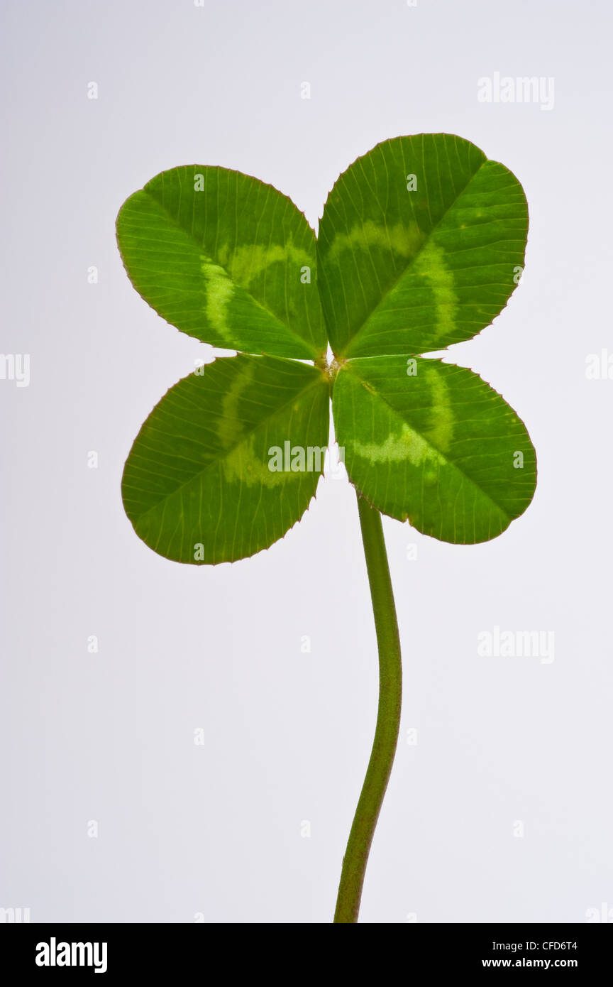 Real Four Leaf Clover Background