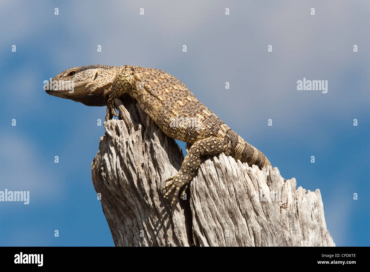 Rock monitor (Varanus albigularis), Etosha National Park, Namibia ...