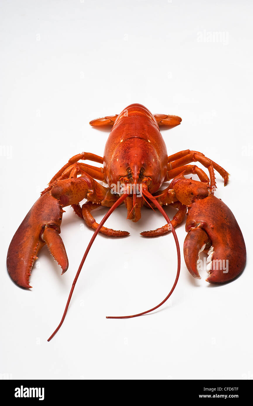 Lobster, (Homarus americanus Stock Photo - Alamy