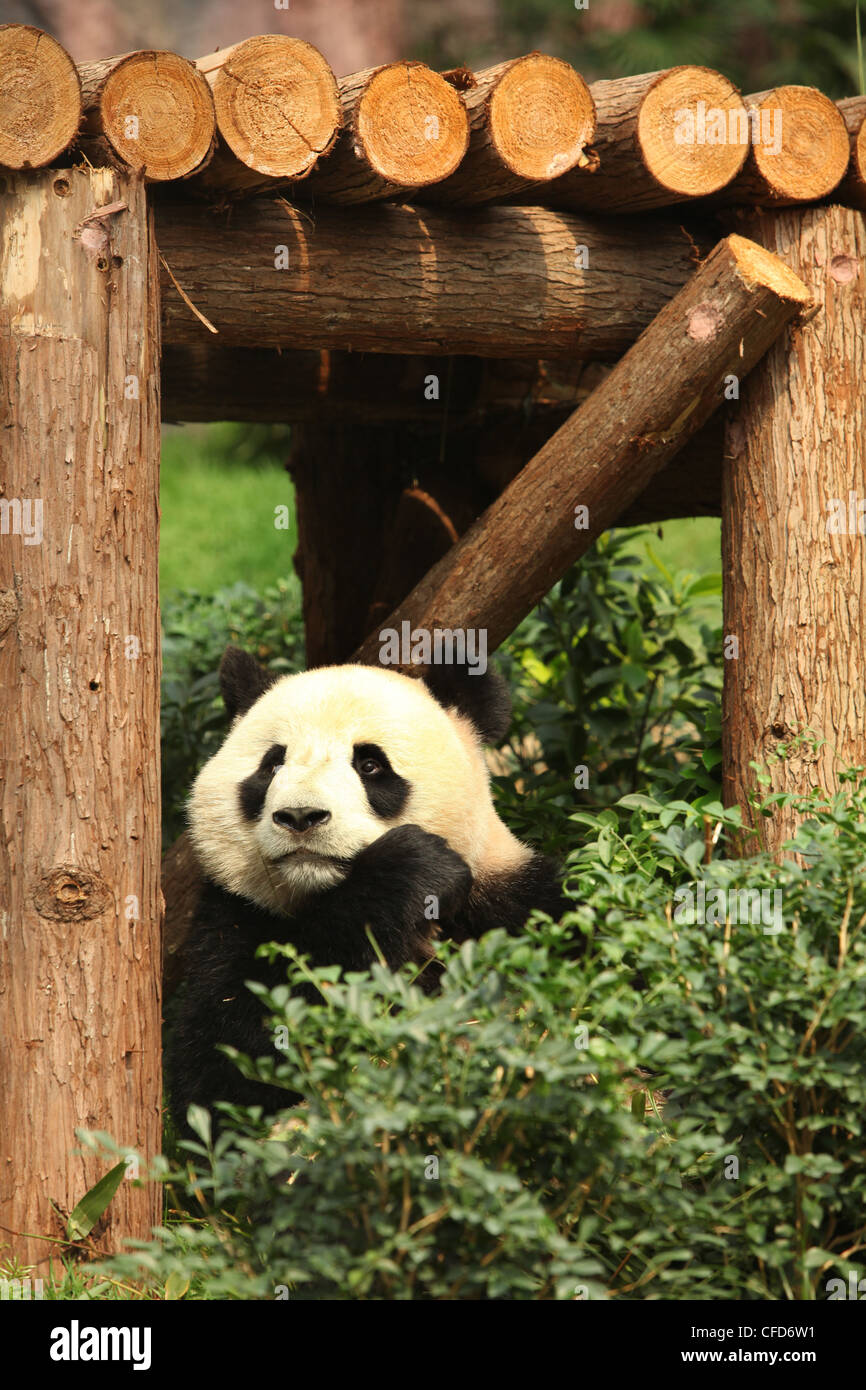Giant Panda, Panda, Macau Panda's Pavillion, Macau Stock Photo - Alamy