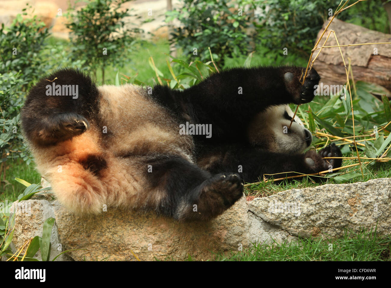 Giant Panda, Panda, Macau Panda's Pavillion, Macau Stock Photo - Alamy