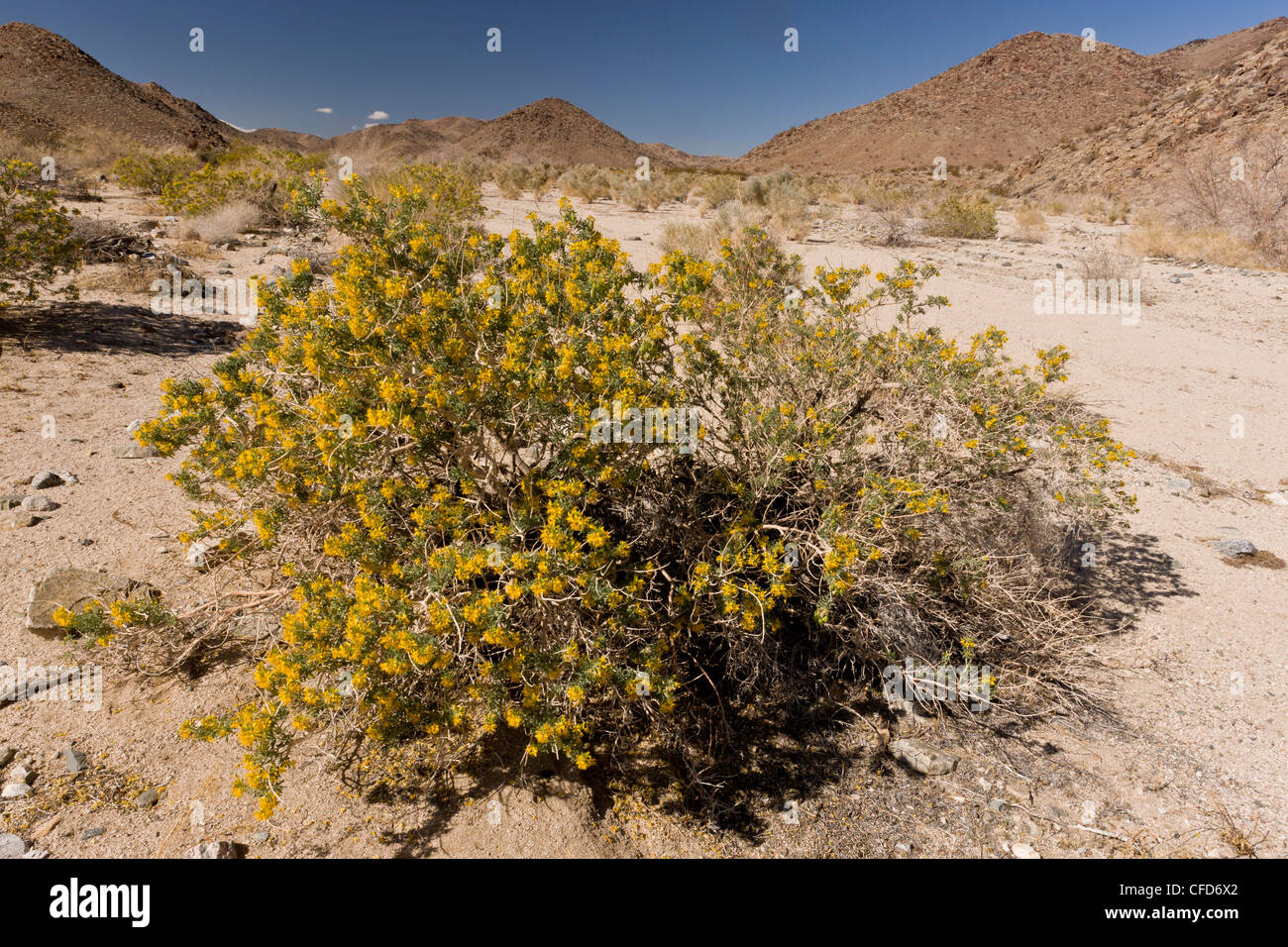 Bladderpod, Cleome isomeris, ( = Isomeris arborea) in flower and fruit ...