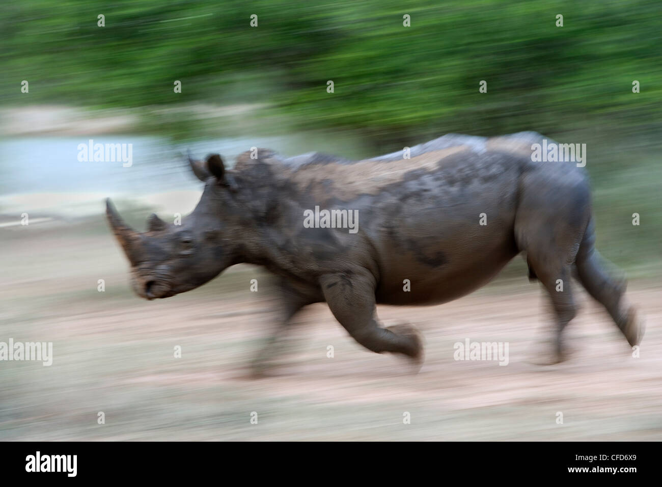 Rhino Charging Side View