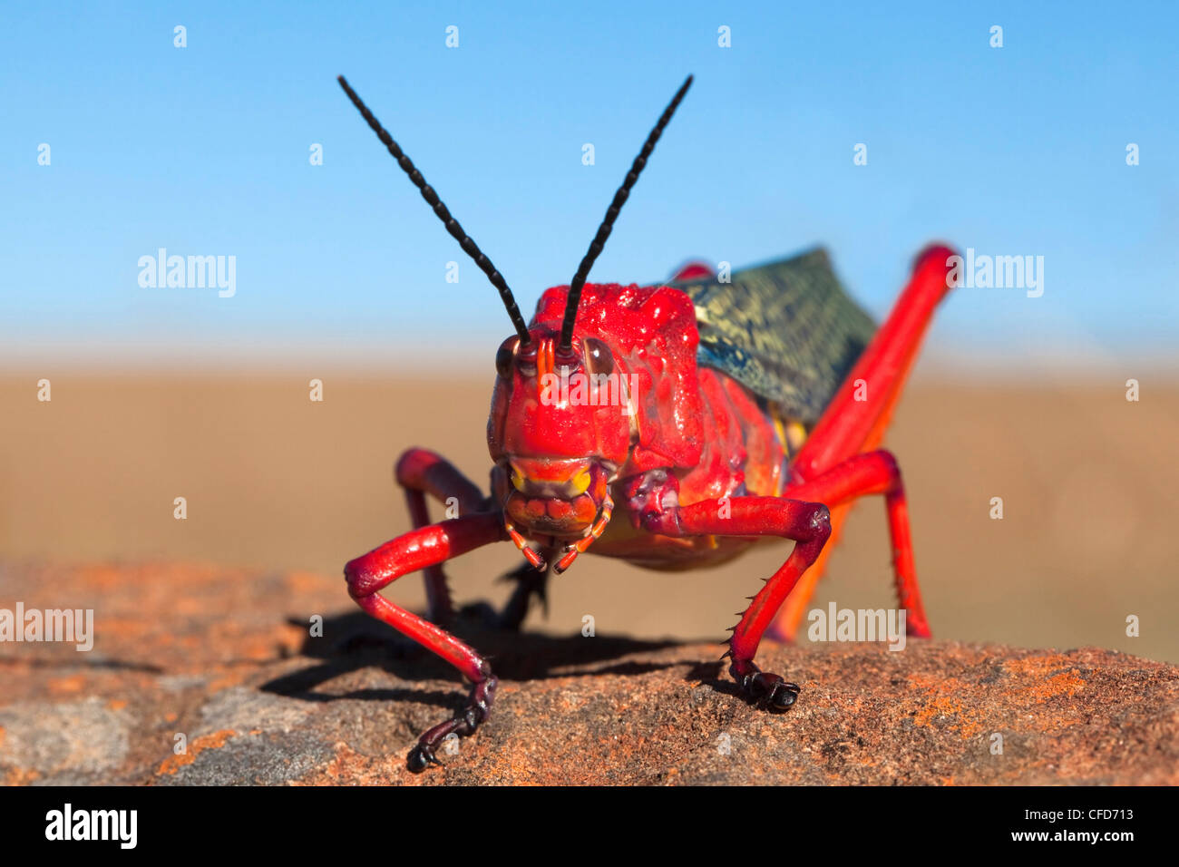 Common milkweed locust (Phymateus morbillosus), Samara private game ...