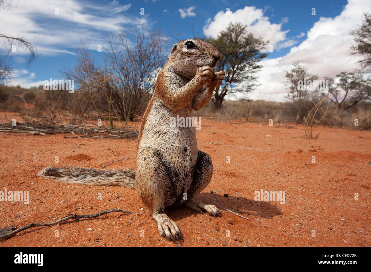 Ground squirrel (Xerus inauris), Kgalagadi Transfrontier Park, Northern ...
