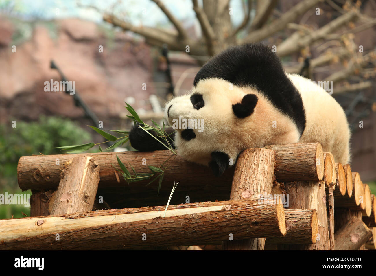 Giant Panda, Panda, Macau Panda's Pavillion, Macau Stock Photo - Alamy