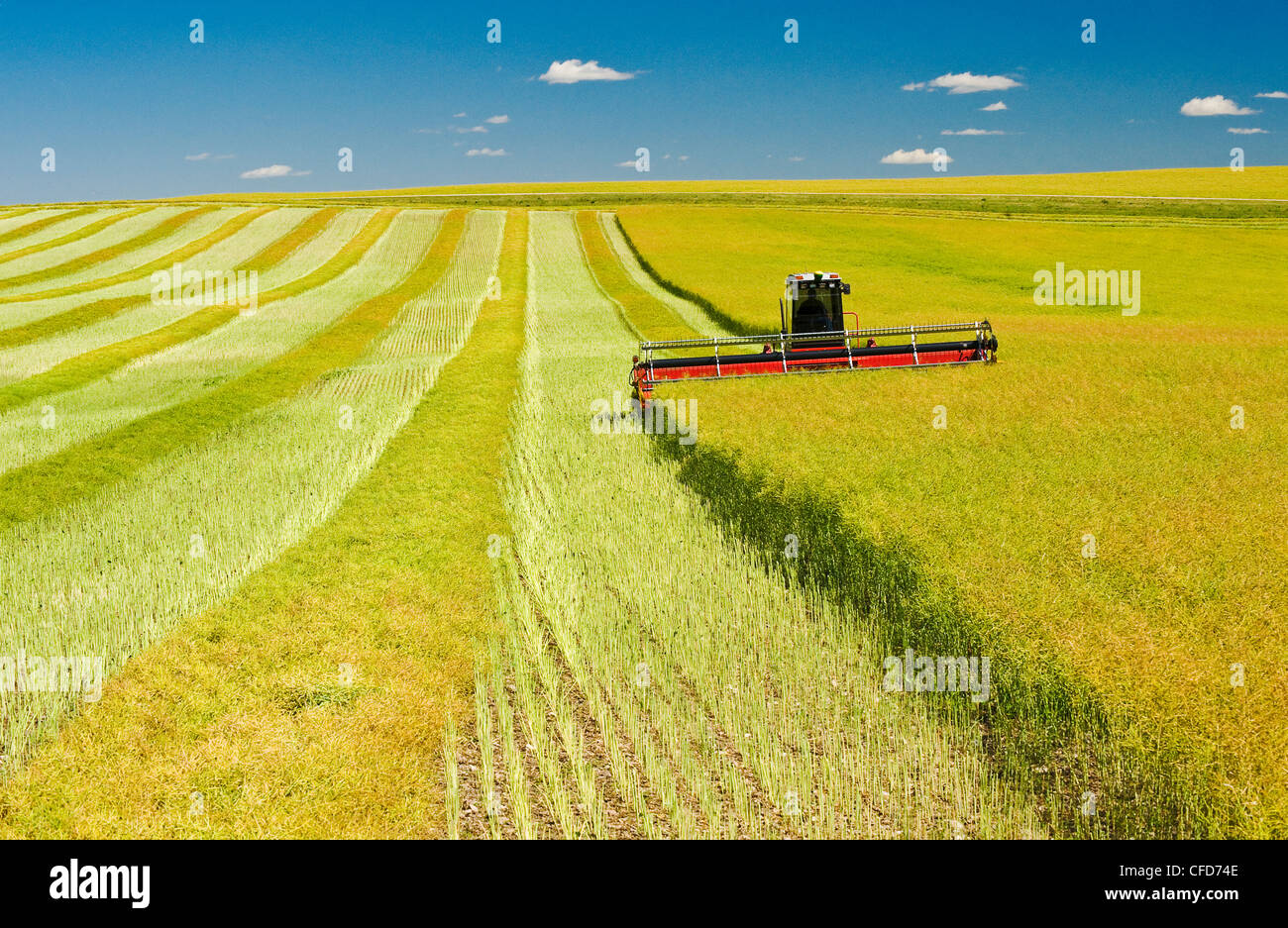 Swathing canola hi-res stock photography and images - Alamy
