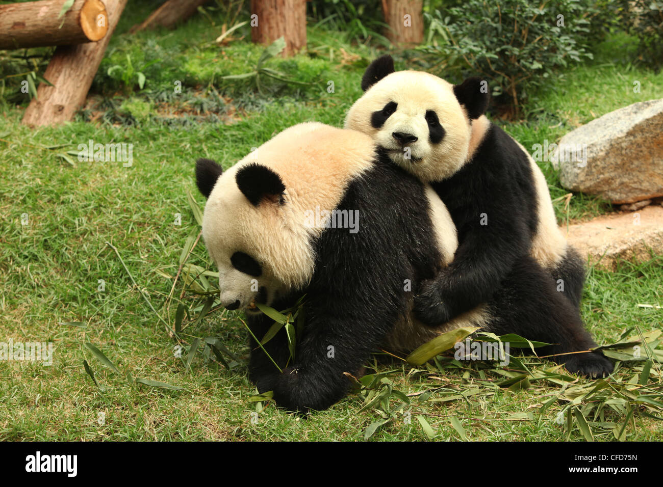 Pandas Playing Stock Photos & Pandas Playing Stock Images - Alamy