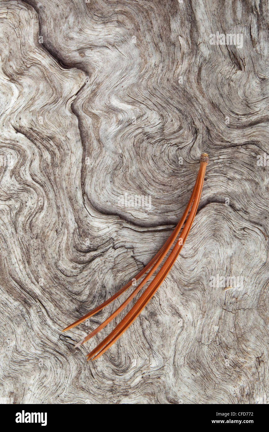Floating Pine Needles High Resolution Stock Photography and Images - Alamy