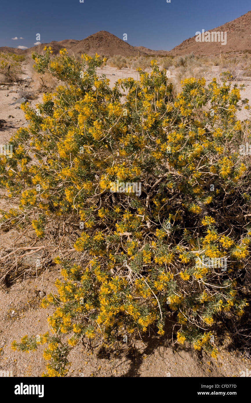 Bladderpod, Cleome isomeris, ( = Isomeris arborea) in flower and fruit ...