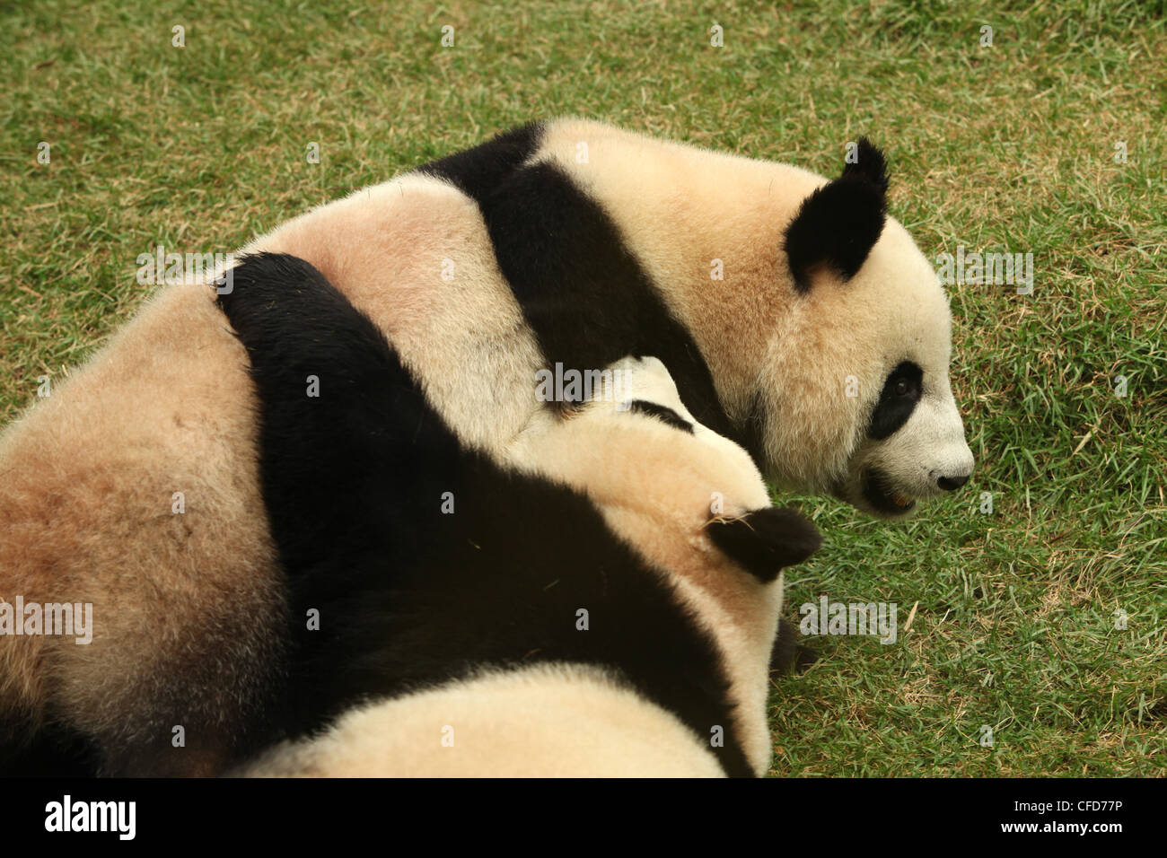 Giant Panda, Pandas playing, Macau Panda's Pavillion, Macau Stock Photo ...