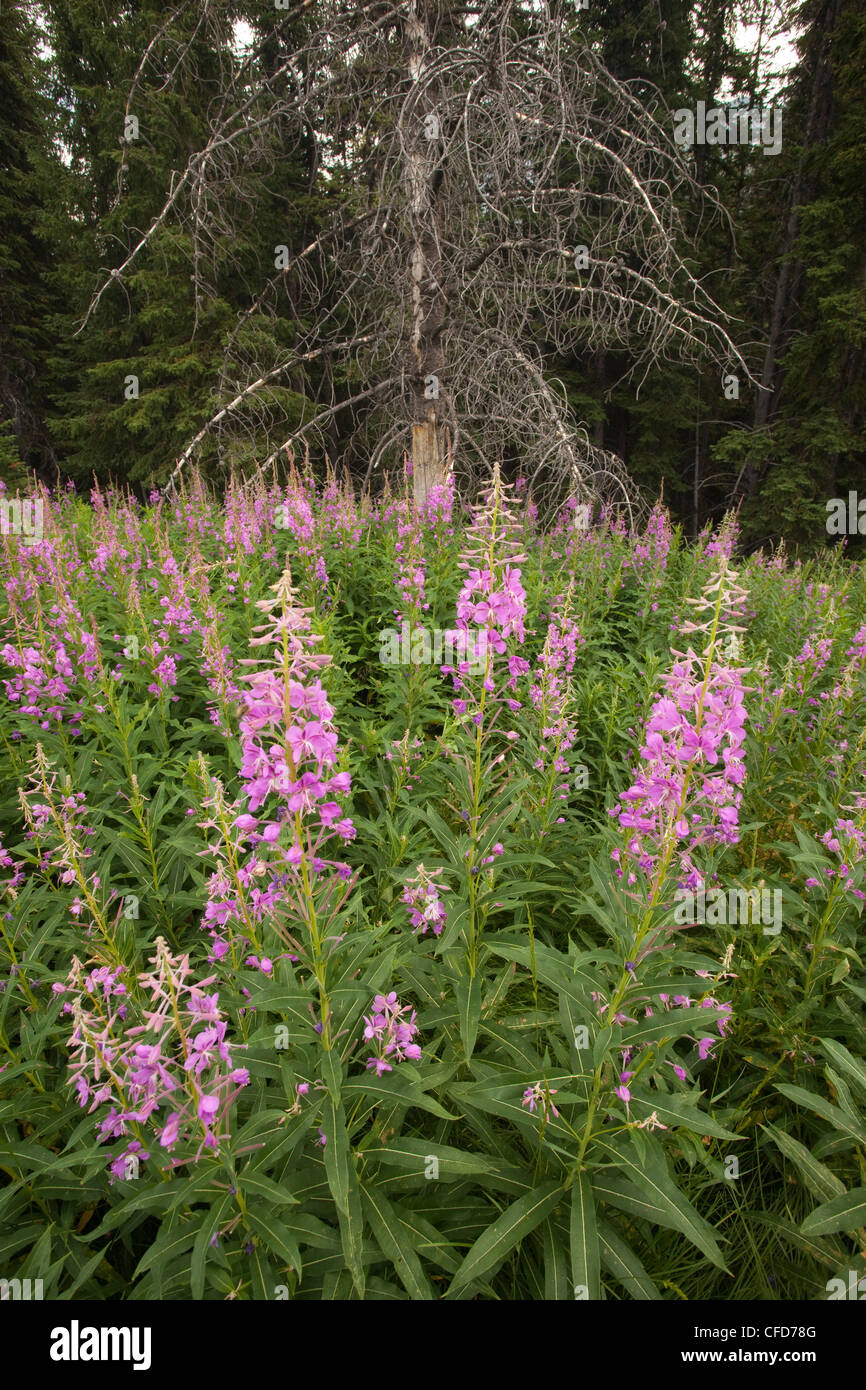 Fireweed along the Icefields Parkway in the Canadian Rockies, Alberta ...