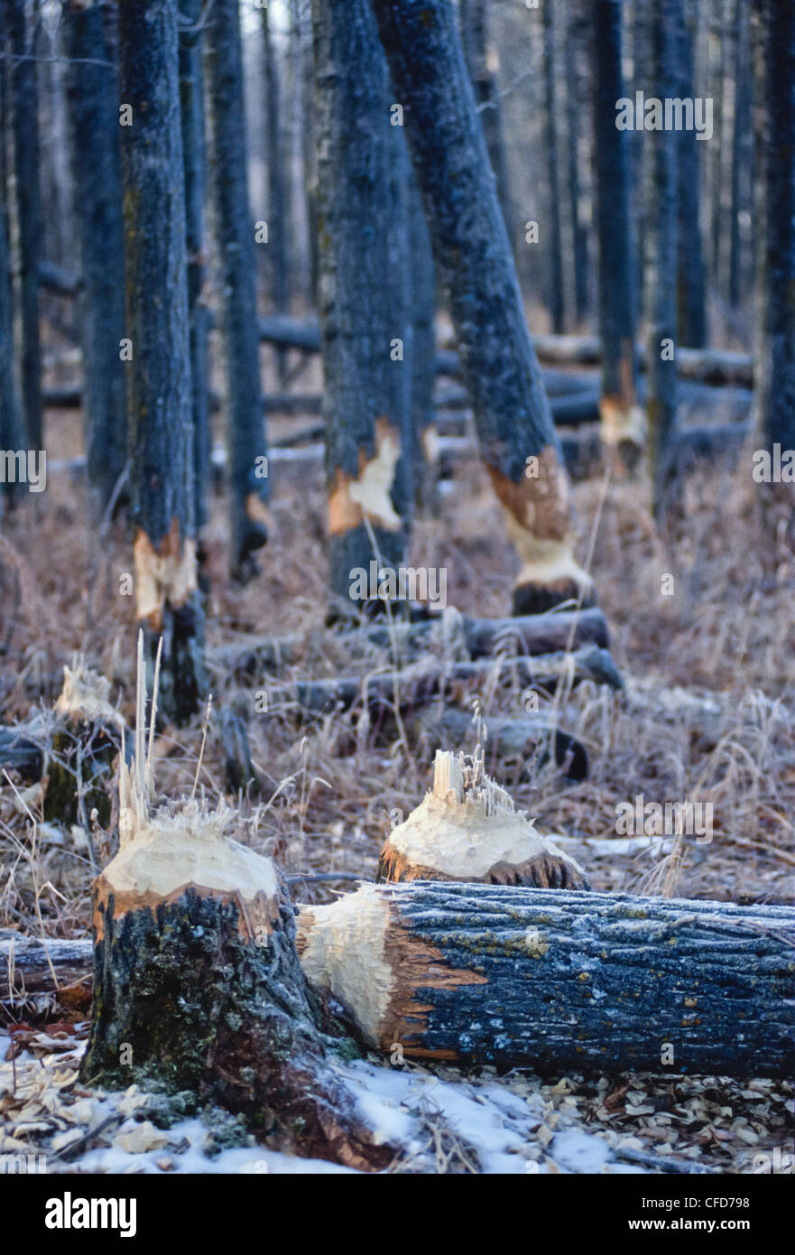 Beaver-chewed trees, Elk Island National Park, Alberta, Canada Stock ...