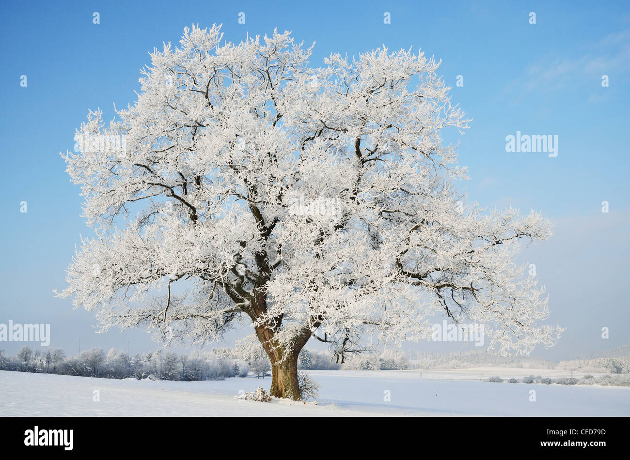 Oak tree, near Villingen-Schwenningen,,Forest-Baar (Schwarzwald-Baar ...