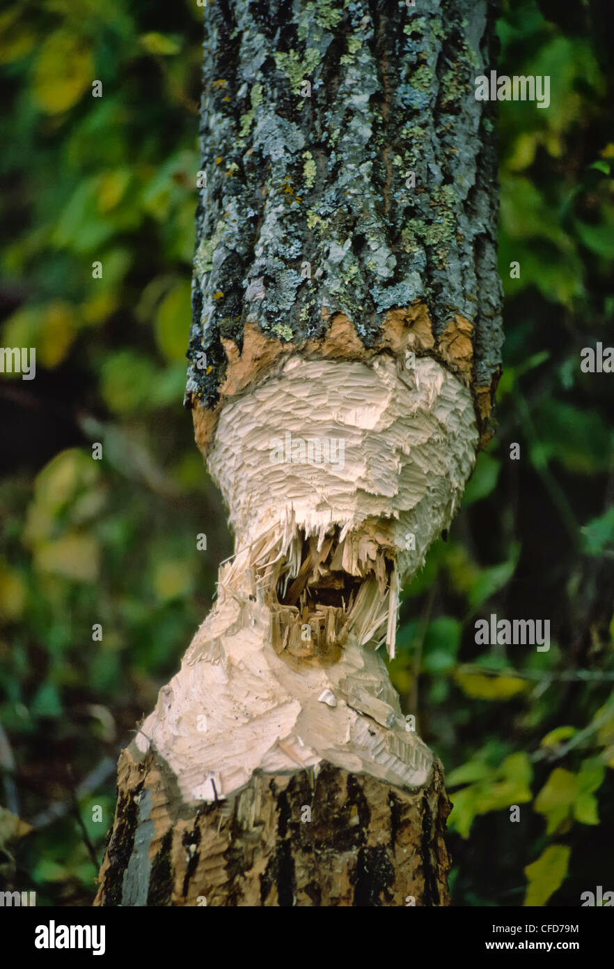 Close-up of beaver-chewed tree showing teeth marks, Saskatchewan ...