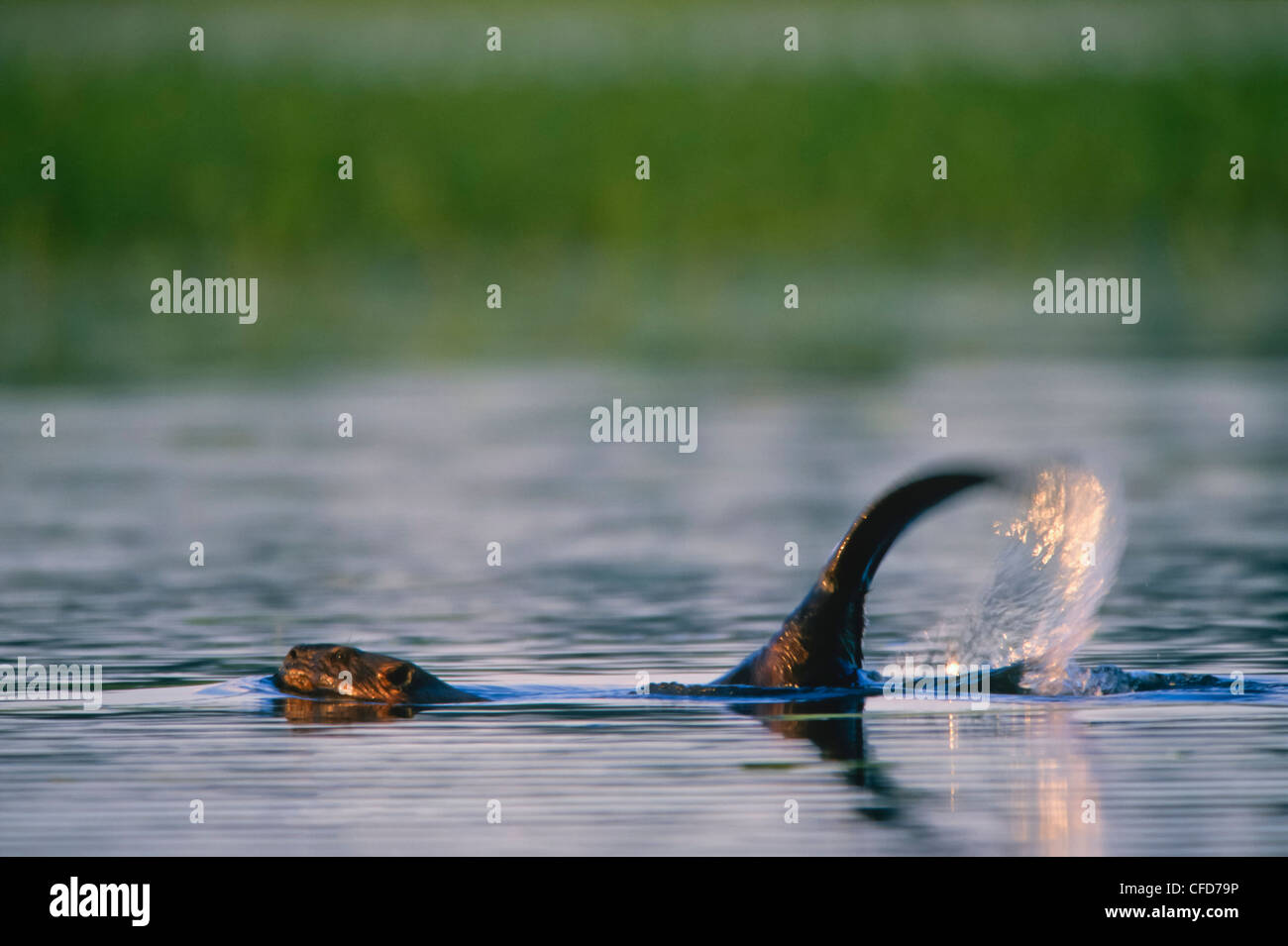 Beaver tails hi-res stock photography and images - Alamy