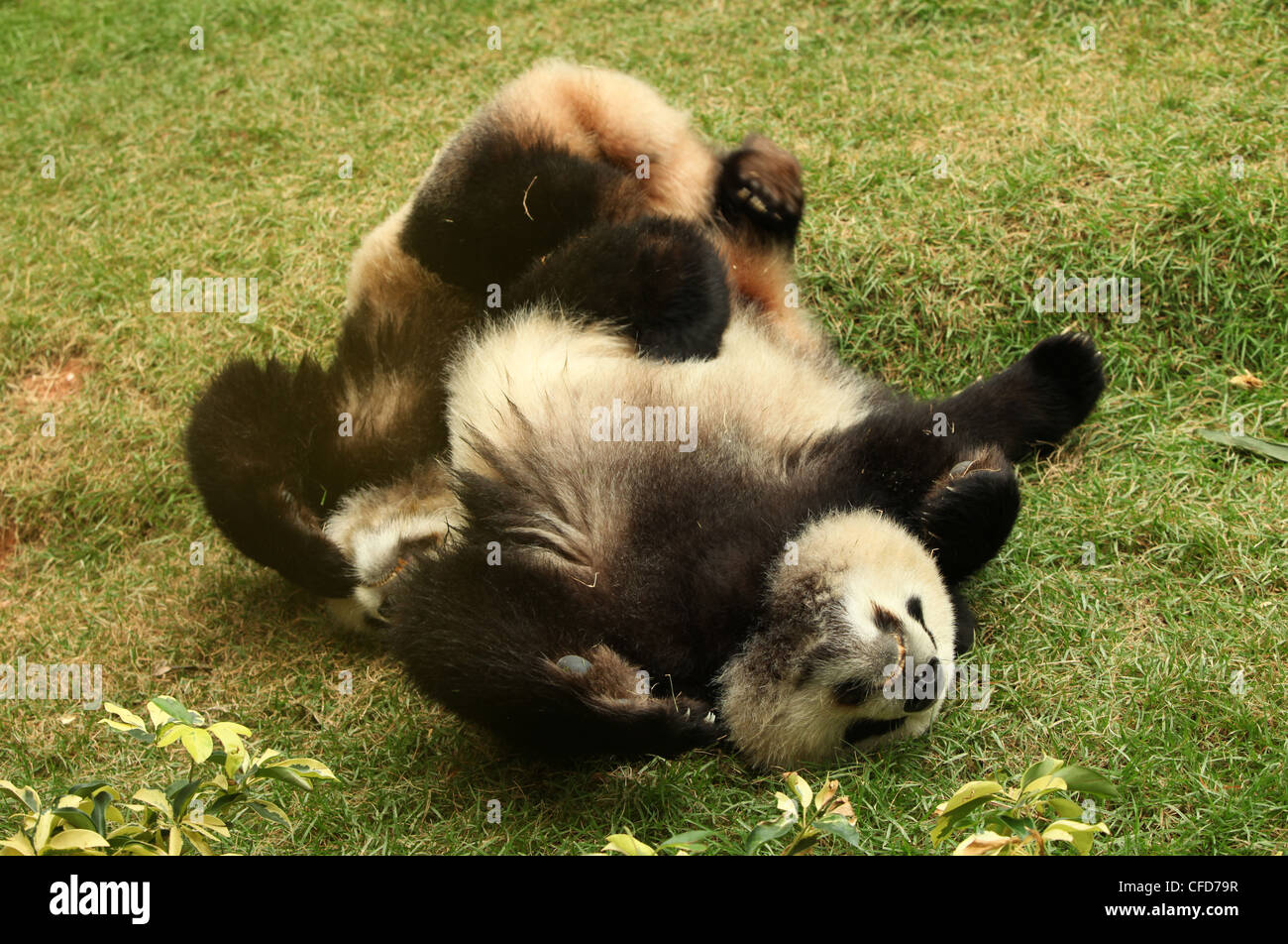 Pandas Playing Stock Photos & Pandas Playing Stock Images - Alamy
