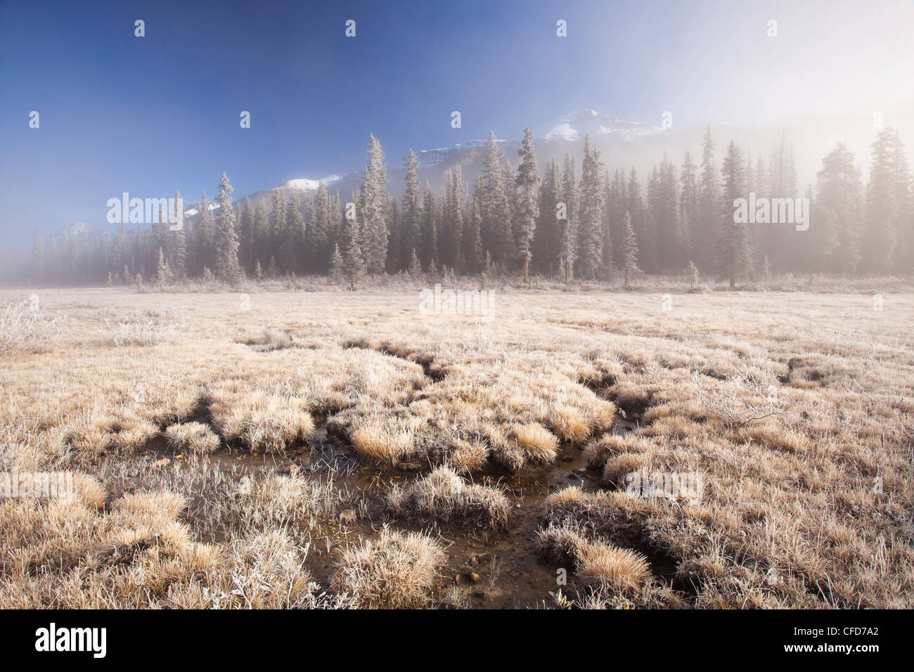 Ice fog along Icefields Parkway in fall, Banff National Park, Alberta ...