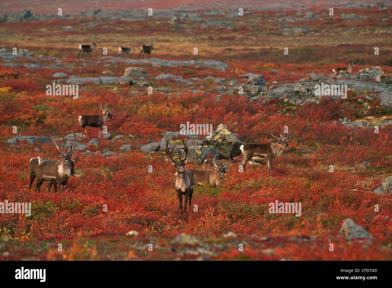 Barren-ground Caribou on autumn tundra (Rangifer tarandus groenlandicus ...