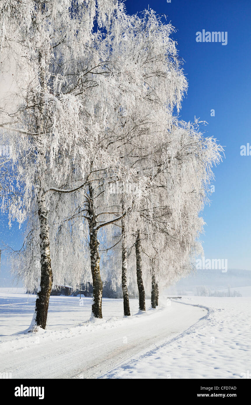 Birch trees with hoarfrost,,Forest-Baar (Schwarzwald-Baar) district ...