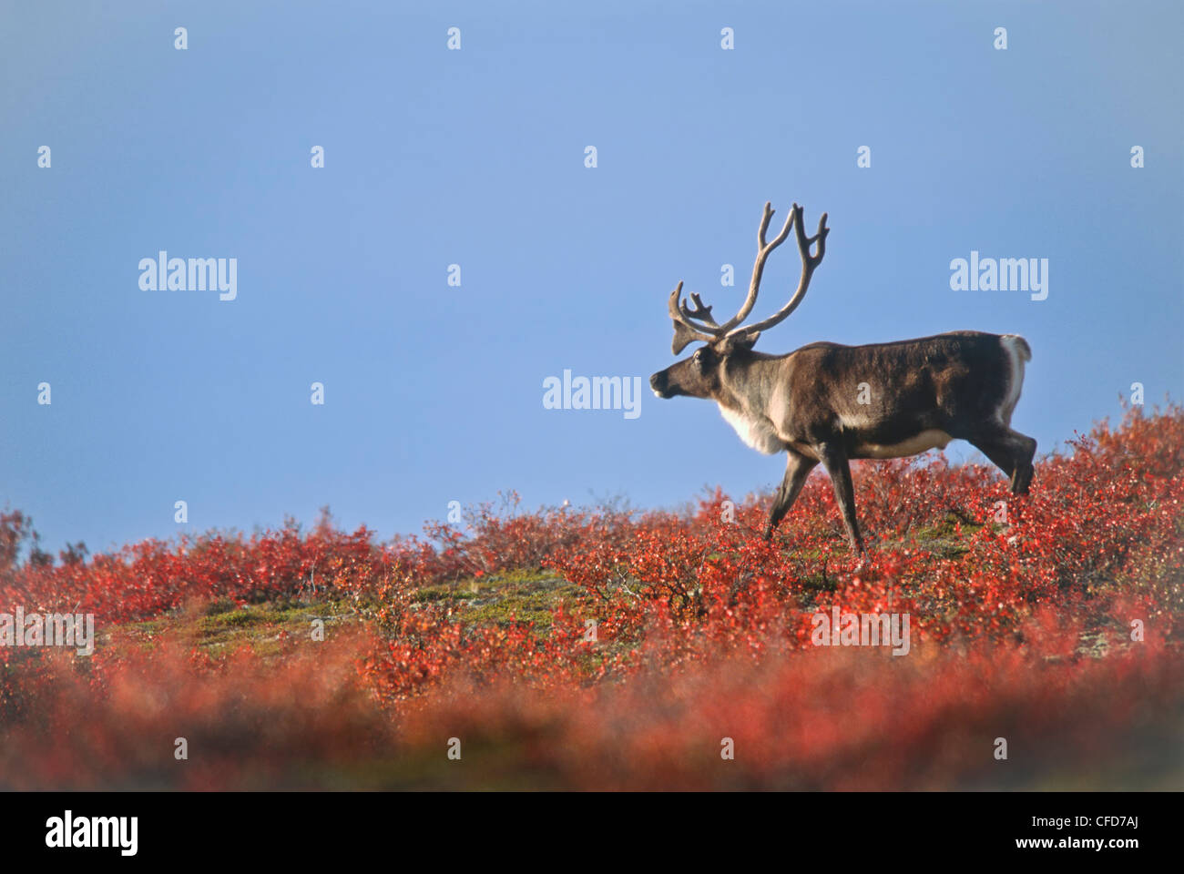 Barren-ground Caribou bull Rangifer tarandus Stock Photo - Alamy