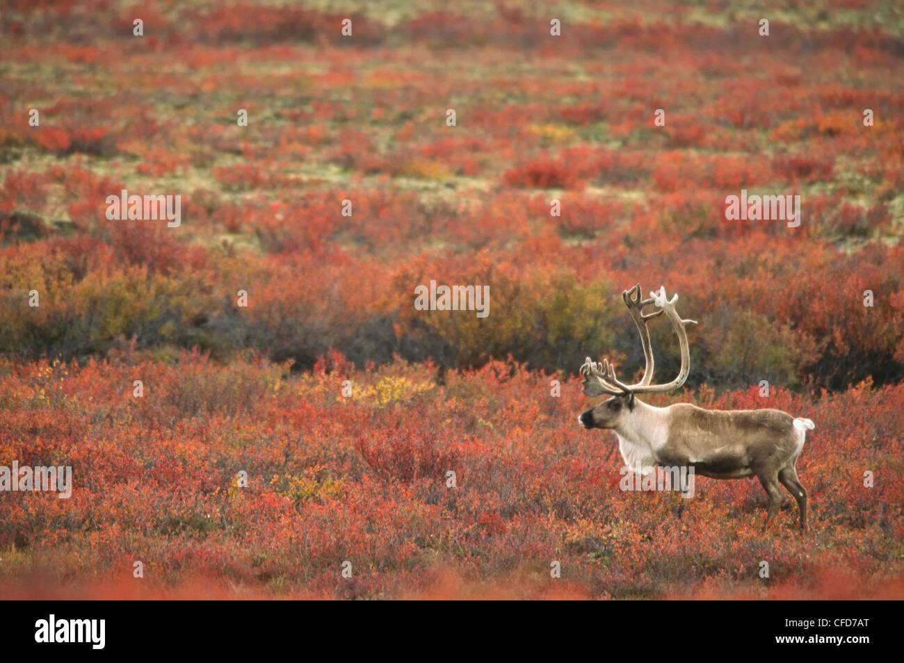 Barren-ground Caribou bull Rangifer tarandus Stock Photo - Alamy