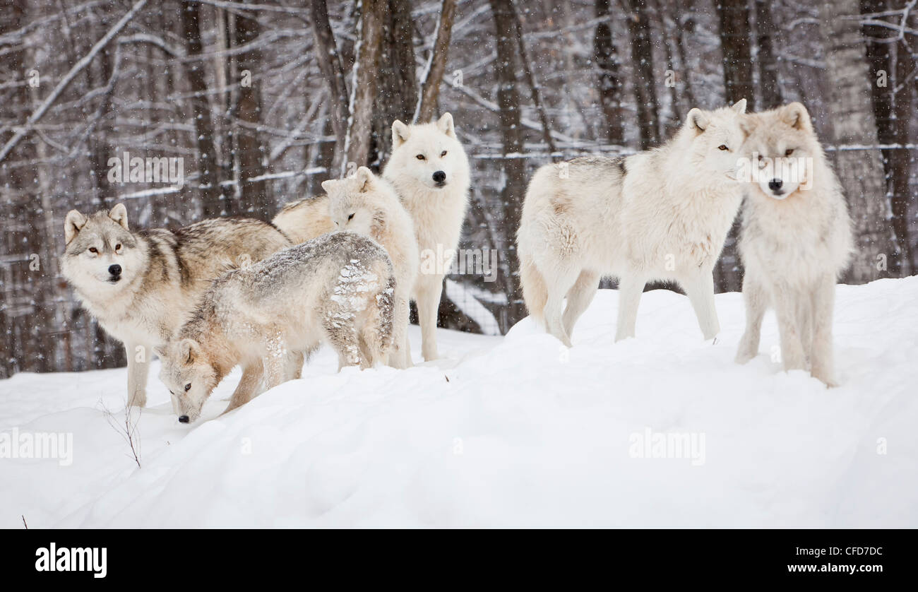 Pack of gray wolves hi-res stock photography and images - Alamy