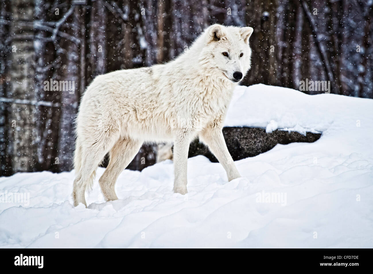 Arctic Wolf In Snow